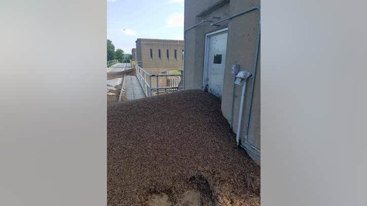 Dead mayflies leave massive mounds at Lock and Dam in Welch, Minnesota ...