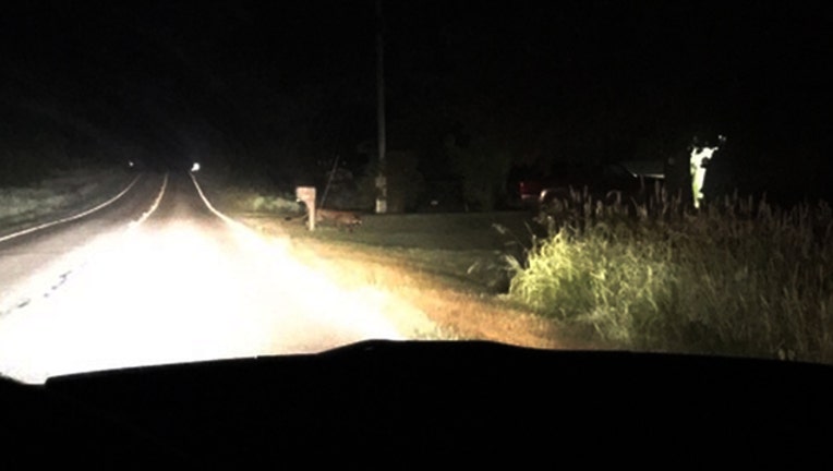 Cougar Sighting In Lower Peninsula Confirmed By Dnr For First Time Ever