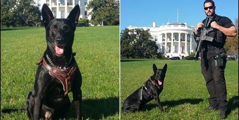White House Guard Dogs Belgian Malinois