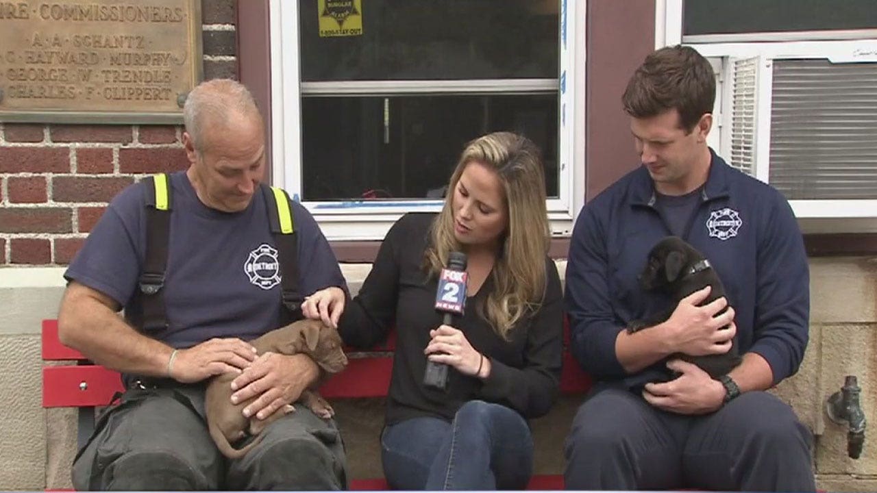Detroit Dog Rescue, firefighters team up to make calendar | FOX 2 Detroit