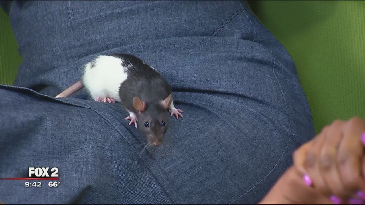 Why rats can make good pets, featuring FOX 2 producer Connie Smith's ...