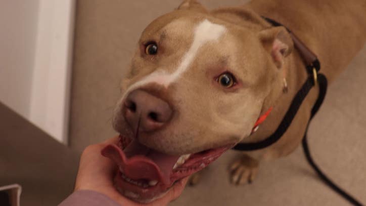 Dog saved after ingesting crack cocaine that was thrown on his owner's ...