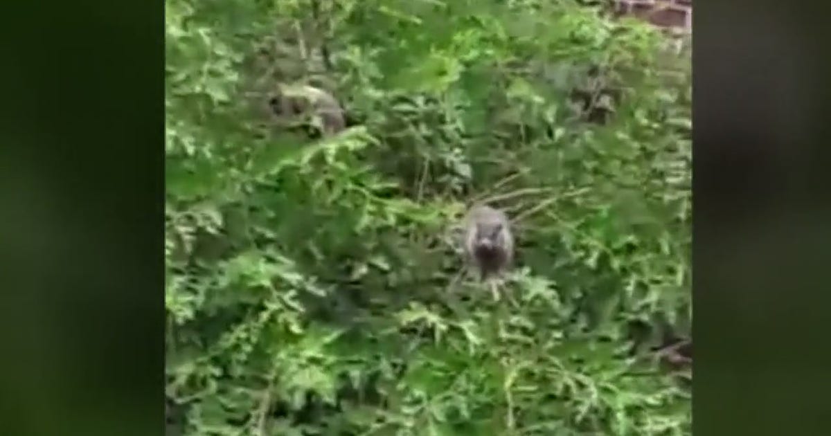 Detroit homeower fed up with groundhog problem at unoccupied house next ...