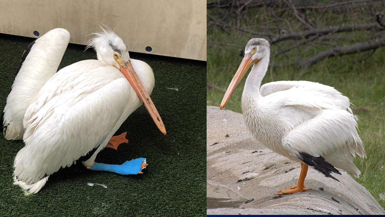 Detroit Zoo rehabs and welcomes pelican found with broken wings and ...