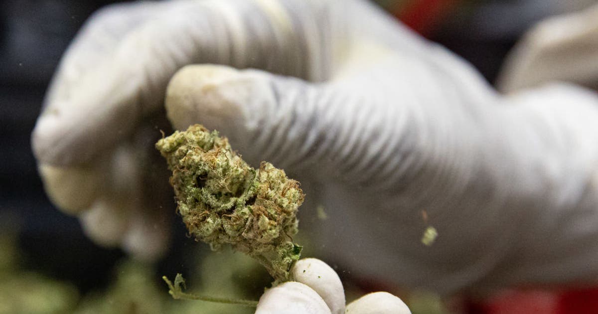 Owners of marijuana testing company Viridis banned from working in ...