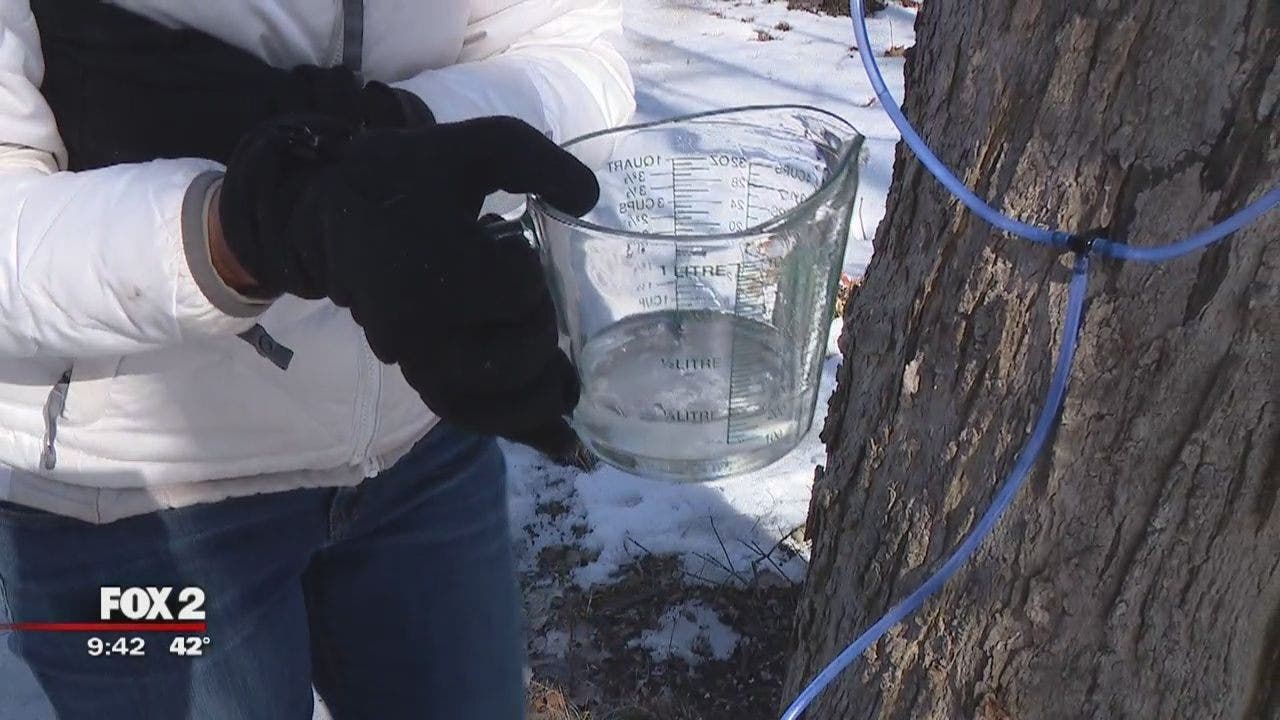 Ann Arbor wants residents to stop tapping its trees for maple syrup ...
