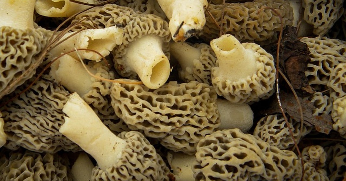 Morels in Michigan: What to know as you hunt for mushrooms this spring ...