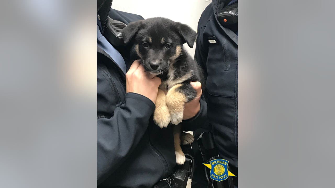Police rescue puppy from abandoned car on I-75 in Detroit | FOX 2 Detroit