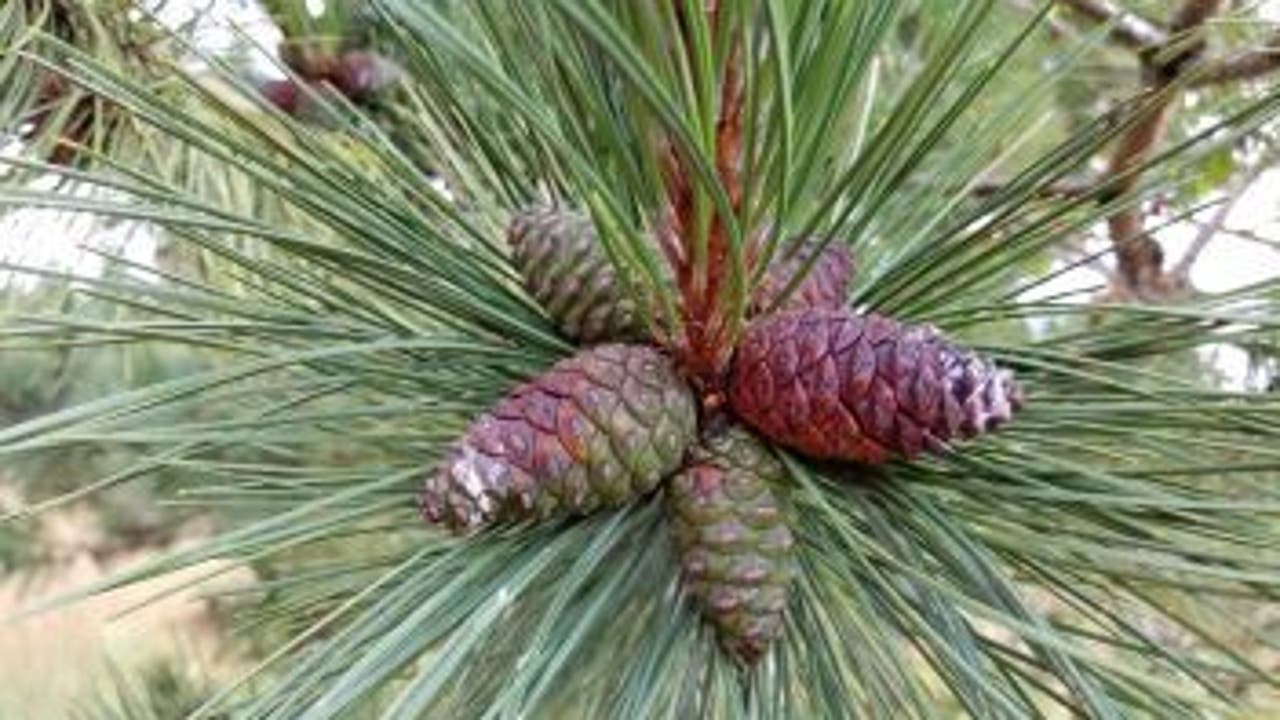 DNR offering $ for red pine cones | Michigan Sportsman Forum