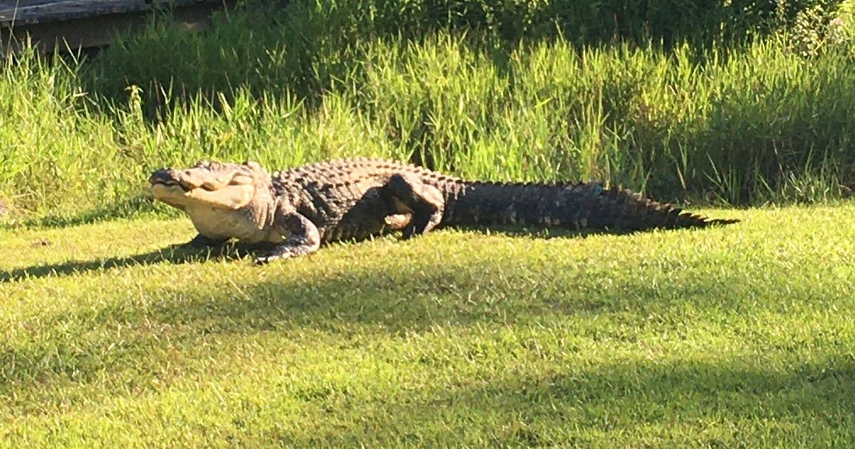 Okefenokee Joe, an alligator believed to be as old as WWII, passes away ...