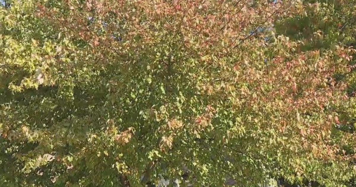 Maple decline shows how the health of trees need to be watched | FOX 2 ...