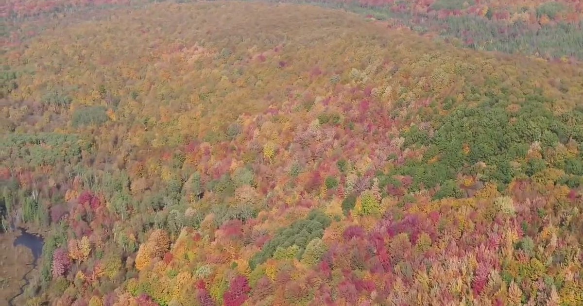 Michigan fall colors: Why the leaves are changing now, when to expect ...