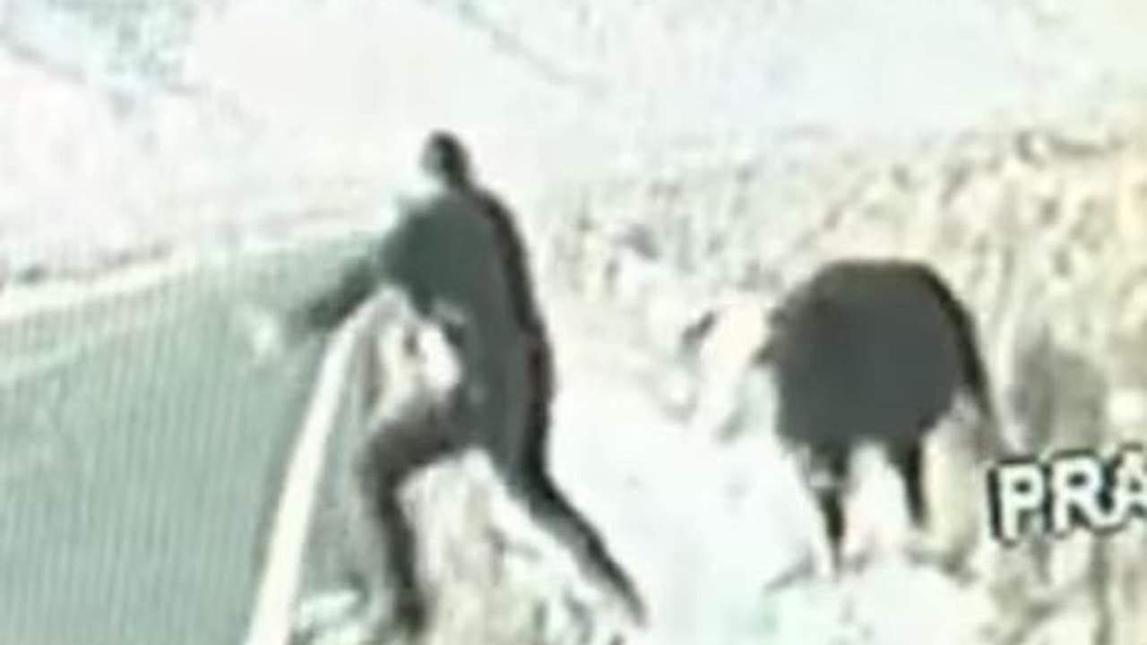 Bull charges California Highway Patrol officer, barely missing him ...