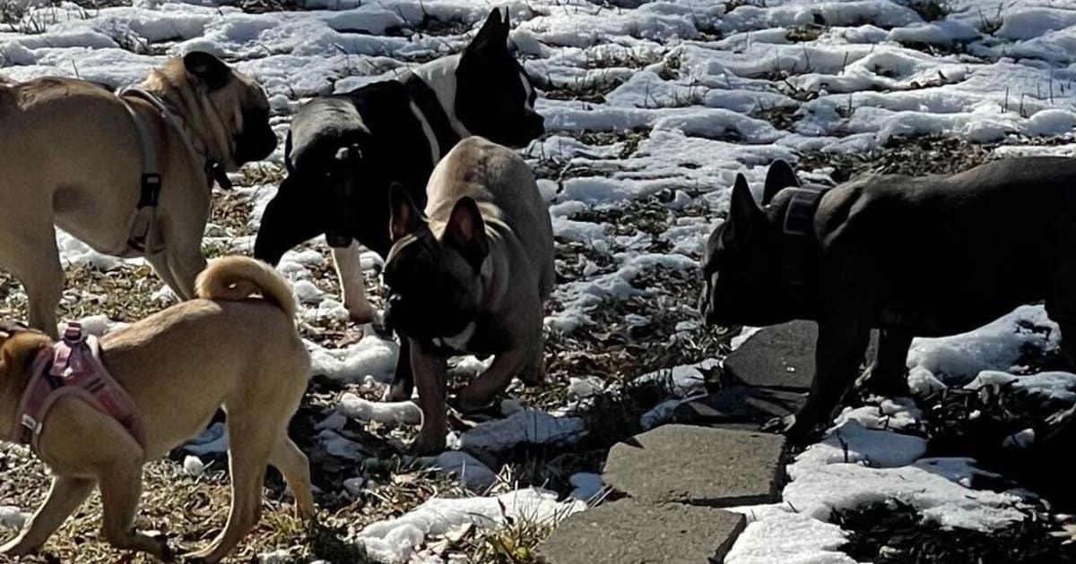 Man desperate to find 4 missing dogs he believes were stolen in ...