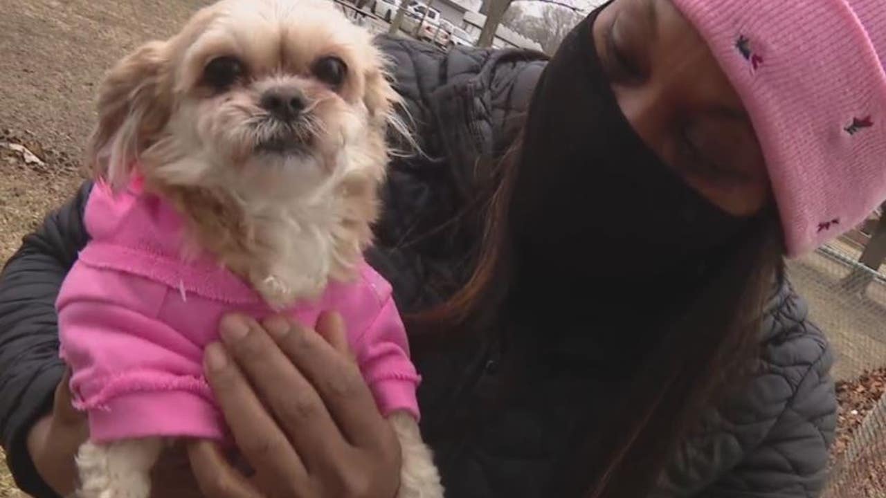 Woman's dog was missing, then stolen and now returned - after FOX 2 ...