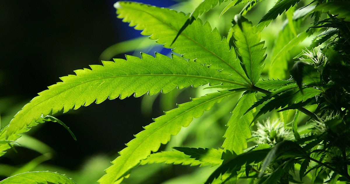 Large-scale marijuana operation busted in northern Michigan | FOX 2 Detroit