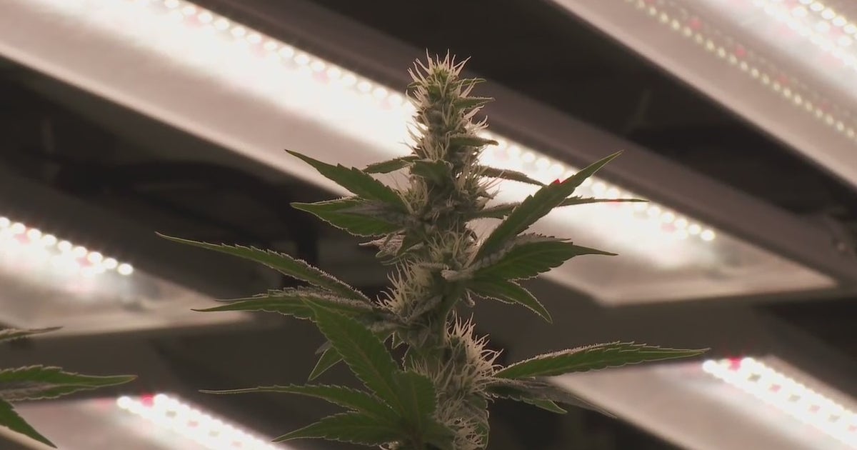 Detroit now accepting applications to open marijuana businesses - here ...