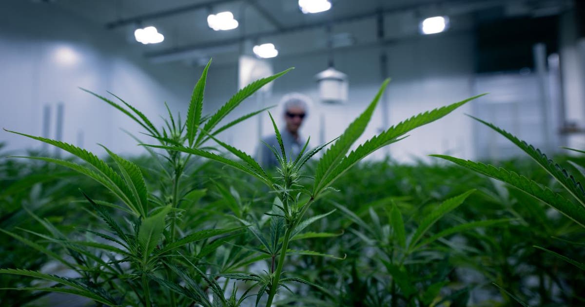 Metro Detroit pot shops cited for non-compliant sales, packaging issues ...