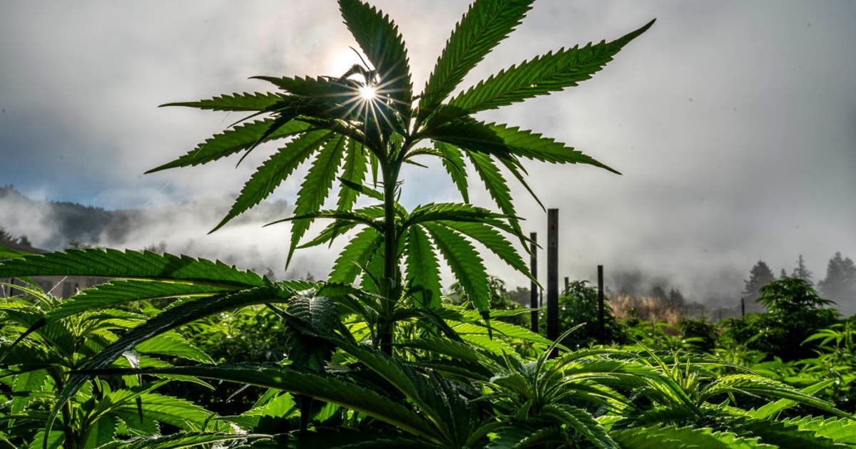 Michigan State Police stop marijuana blood testing due to CBD false ...
