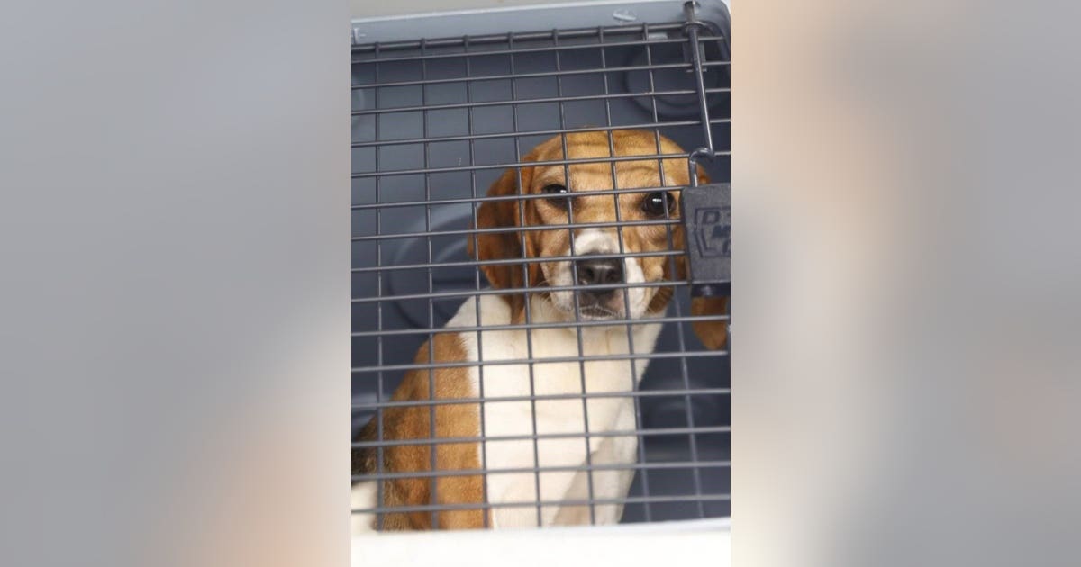Beagles rescued from Virginia breeding facility headed to Michigan ...