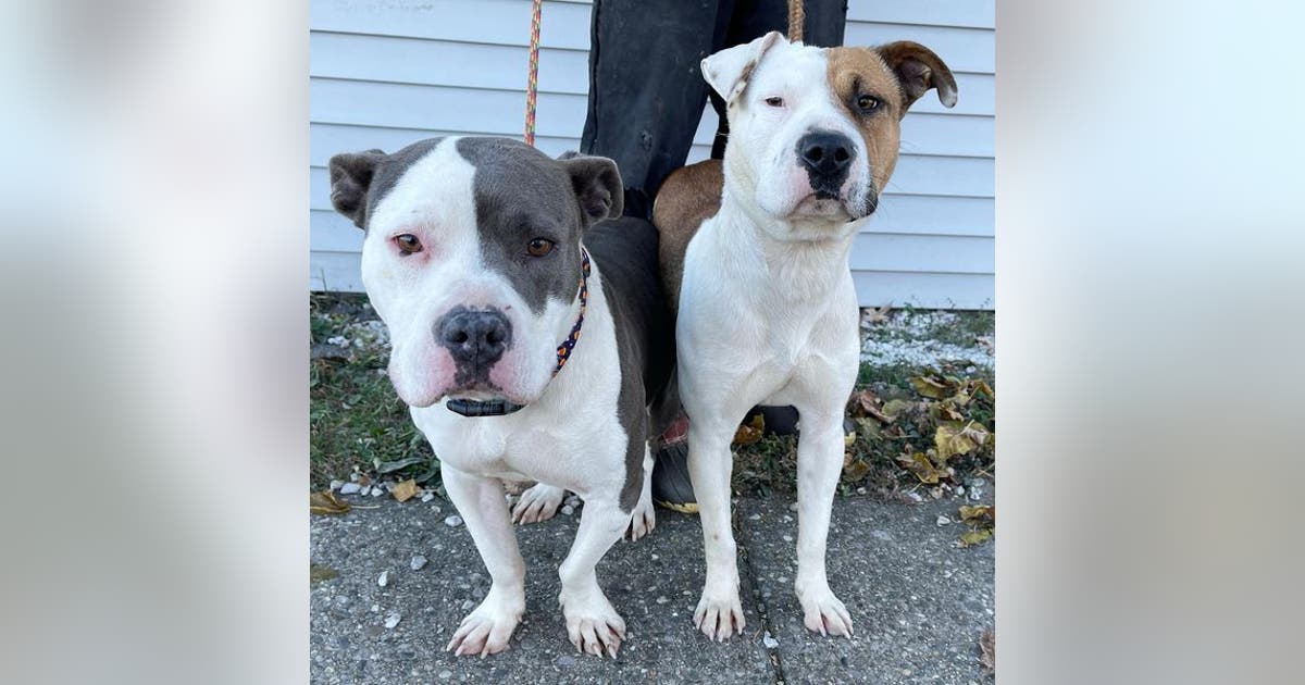 Fosters needed after two dogs found next to murdered owner in Detroit ...