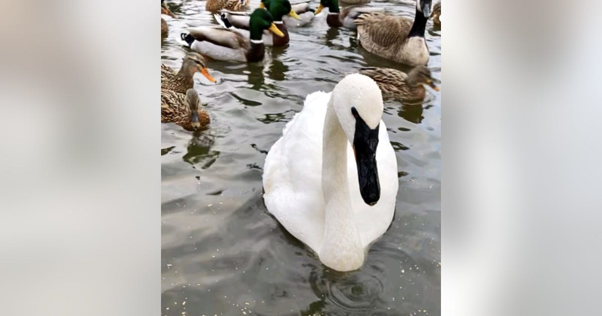 Detroit Zoo says goodbye to beloved trumpeter swan 'Ron Swanson' after ...