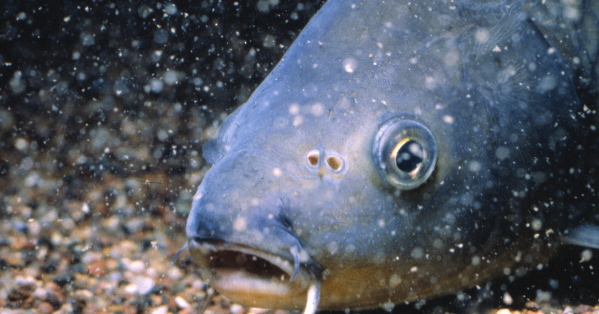 Do Not Eat Fish: MDHHS advises against eating fish from these rivers ...