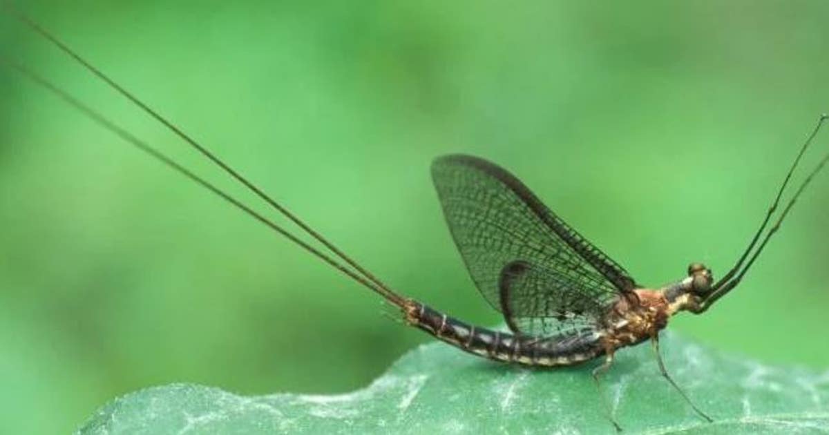 Mayfly swarms emerging from the Great Lakes for summer mating season ...
