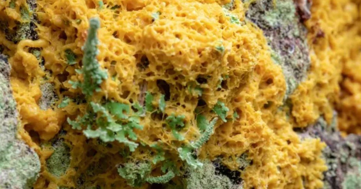 Watch: Freaky slime mold pulsates as spores spread in Alaska national ...