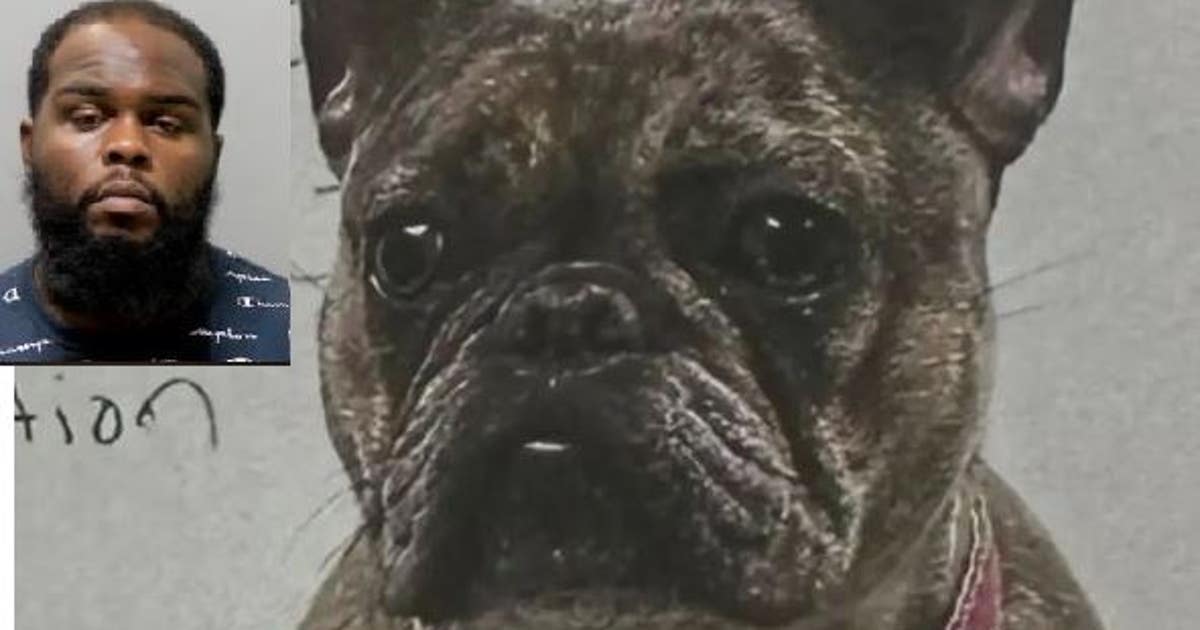Suspect charged in robbing man, stealing his Merle French bulldog at ...