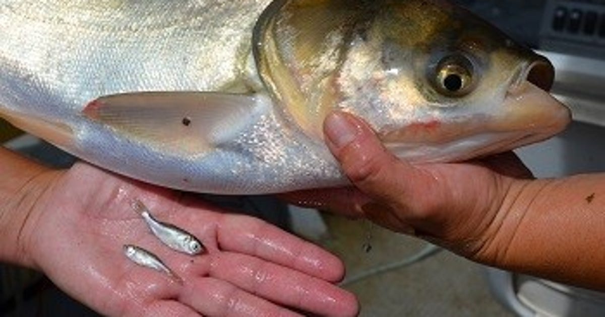 Asian carp DNA found in southwest Michigan marina | FOX 2 Detroit