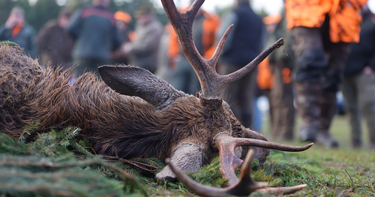 Michigan hunting fee hike: Senate approves increase to cost of license ...