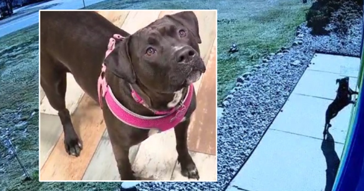Dog runs to Troy doggy daycare for help after car crash | FOX 2 Detroit