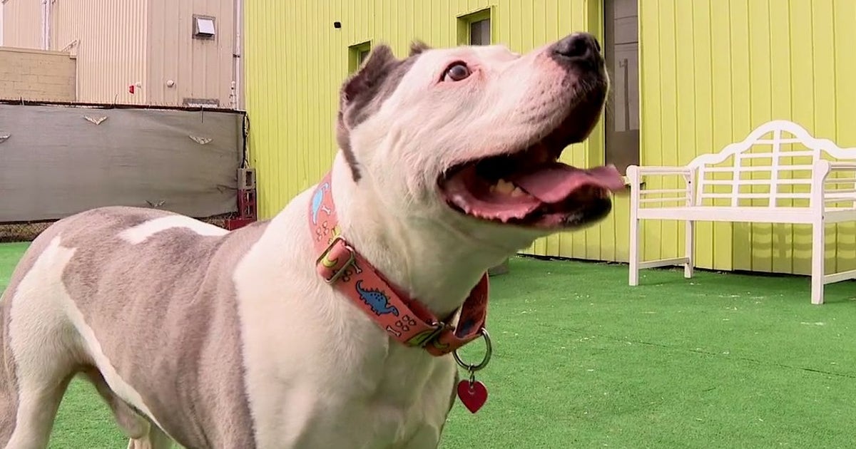 Dog spends over 1,300 days in Warren shelter, in need of forever home ...