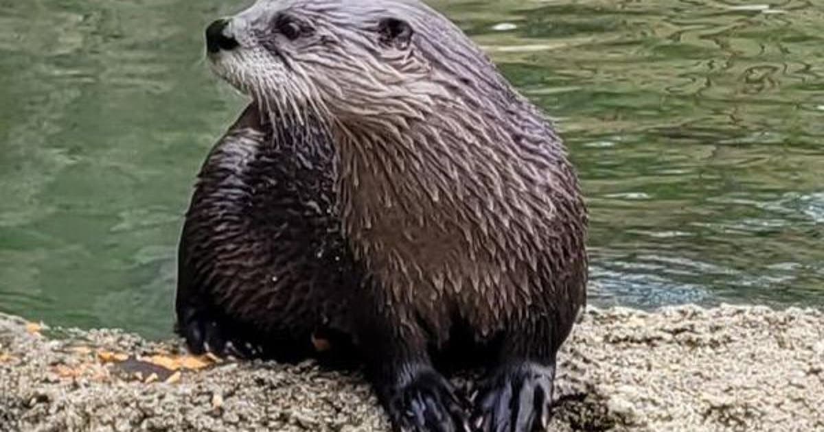 Detroit zoo says goodbye to beloved otter Lucius | FOX 2 Detroit