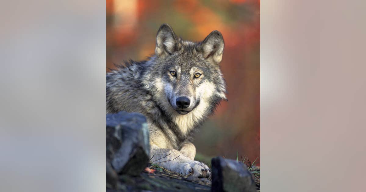 Michigan's wolf population at its highest in 12 years, survey finds ...