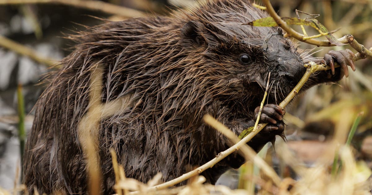Beaver management rules of Michigan trout fisheries draws critics after ...