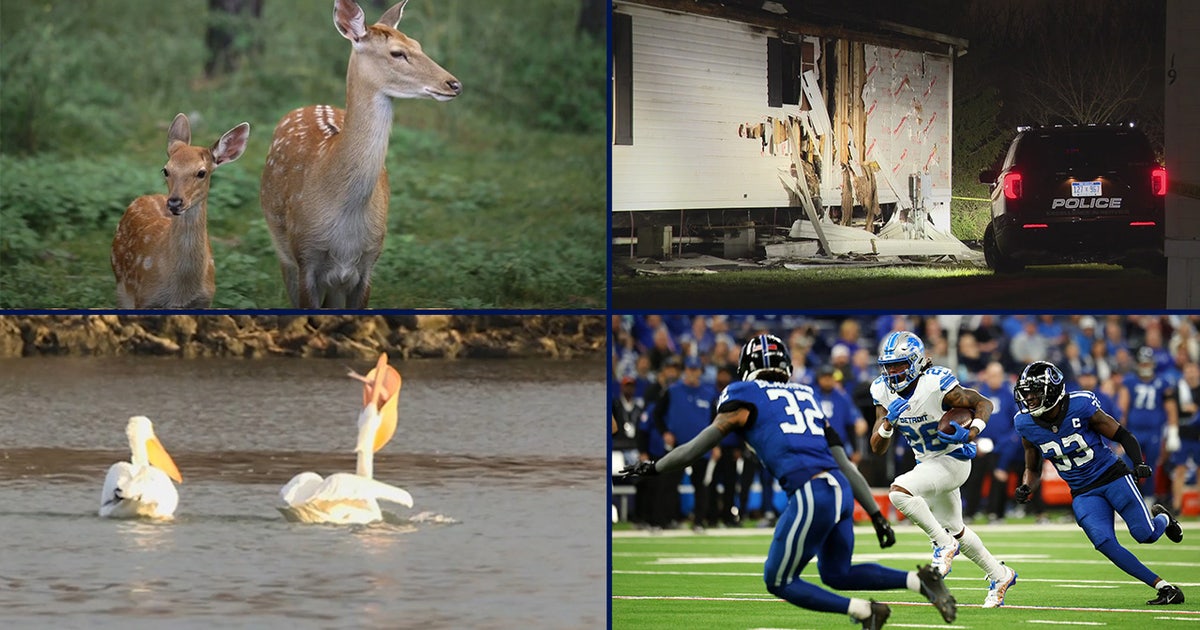 Michigan's deer hunting problem • Pelican migration to metro Detroit ...