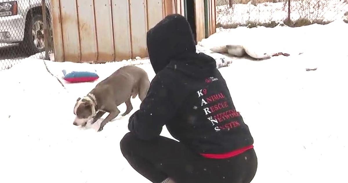 Dog rescue group 'The KARENS' save pets left out in the freezing ...