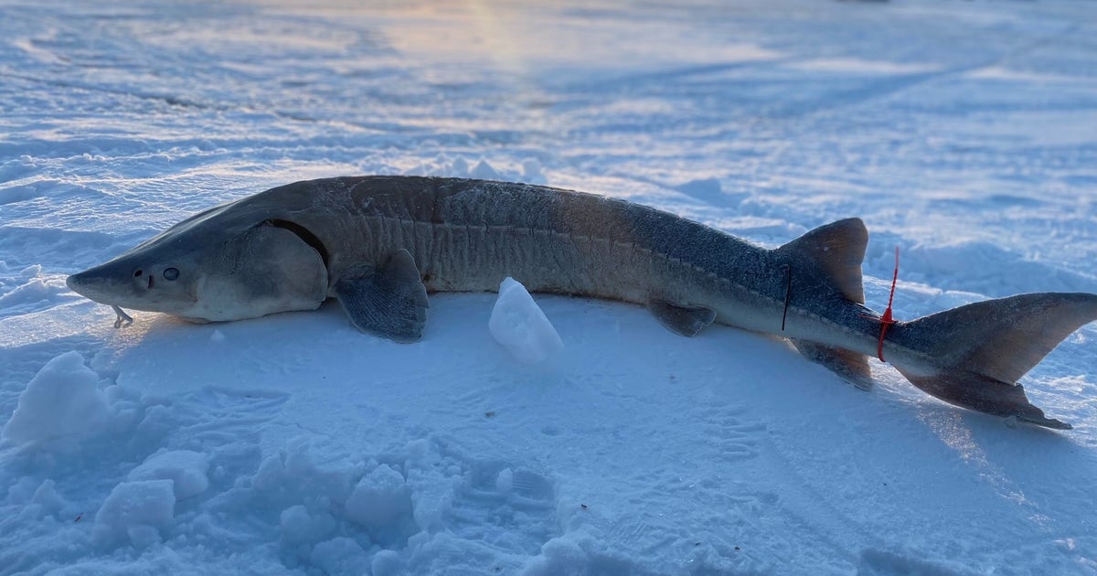 Michigan proposes new sturgeon fishing rules, shrinking one season and ...