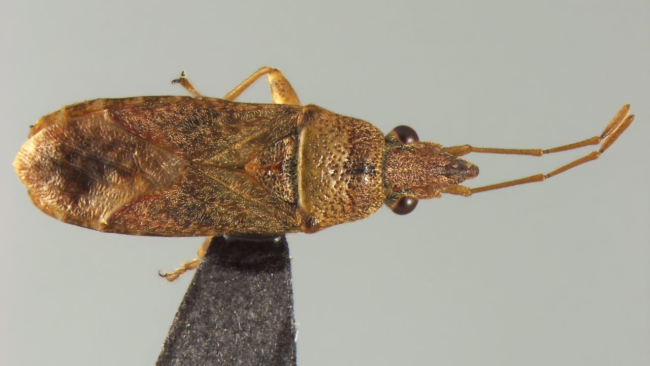 Spore spreading insect intercepted at Detroit Metro Airport | FOX 2 Detroit