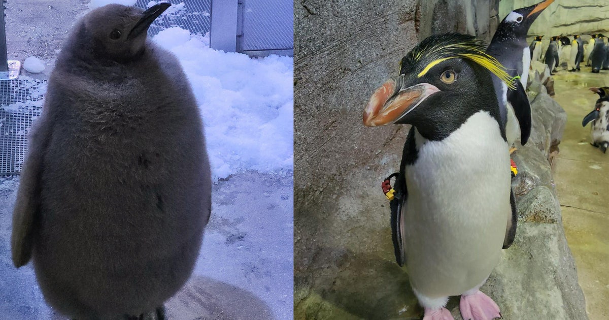 2 Detroit Zoo penguins competing in March of the Penguin Madness - How ...
