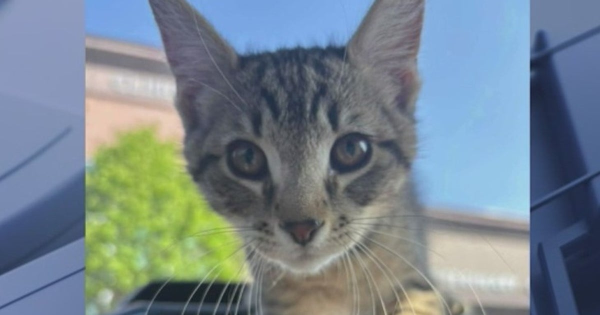 Detroit animal abuse: Abandoned kitten rescued after being dropped off ...