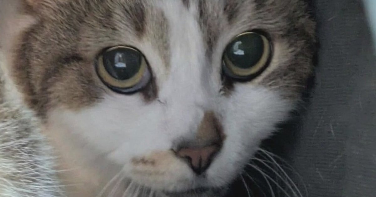 Clinton Township animal rescue suffers catastrophic damage after broken ...