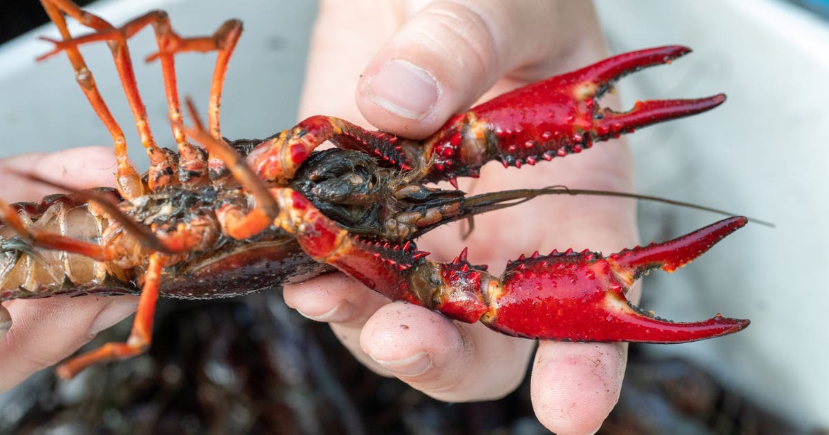 Invasive red swamp crayfish confirmed at Michigan fish hatchery | FOX 2 ...