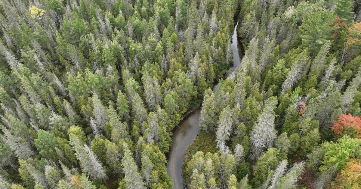 Michigan DNR land auction includes lakefront property, an island, and ...