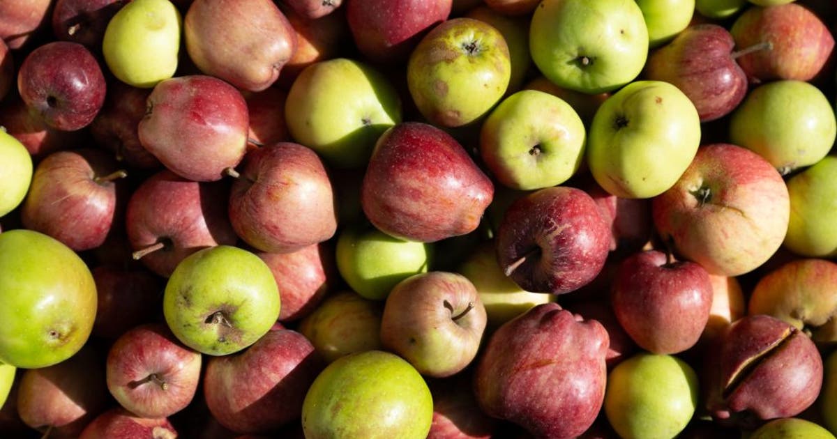 LIST: Southeast Michigan cider mill opening dates | FOX 2 Detroit