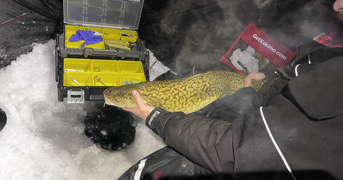 Wildlife regulators approve burbot catch limits in Michigan | FOX 2 Detroit