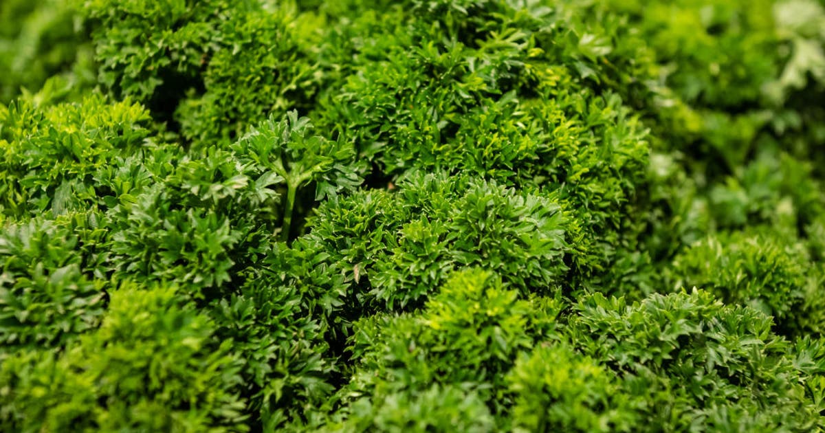 Parsley sold in Michigan recalled over possible salmonella ...