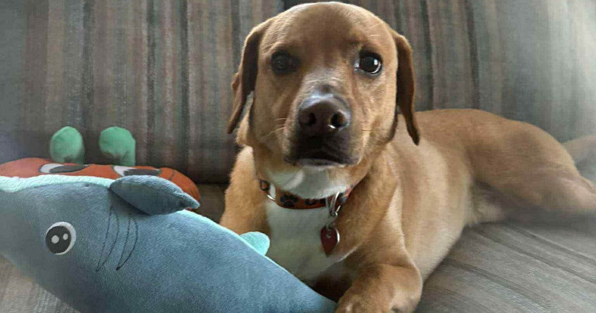 Dog in Warren shelter for more than 4 years finds home | FOX 2 Detroit